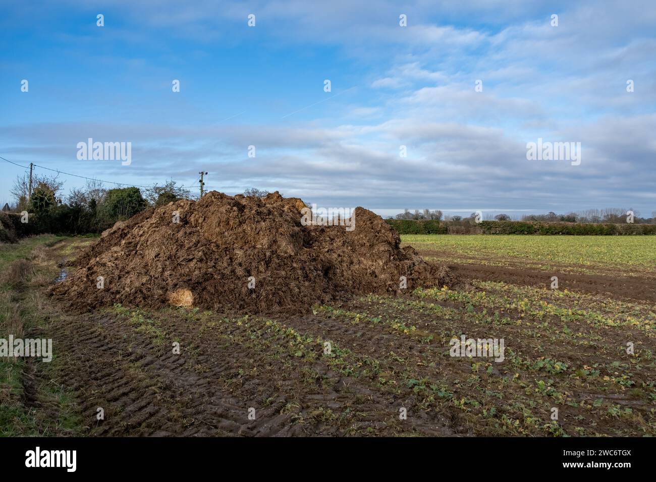 Pile of manure in an agricultural field ready for spreading in the ...