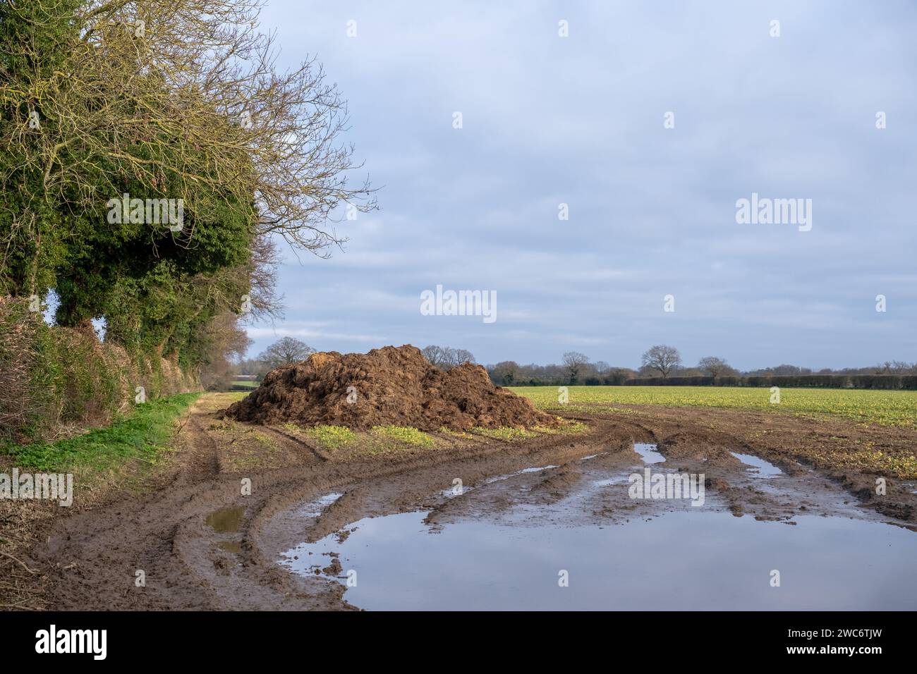 Pile of manure in an agricultural field ready for spreading in the ...
