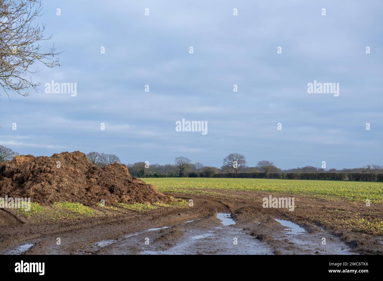 Pile of manure in an agricultural field ready for spreading in the ...