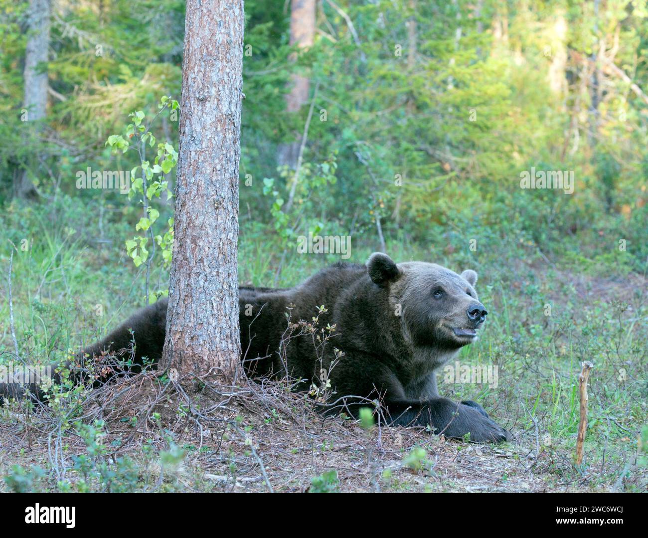 A close photo of brown bear in Russia Stock Photo - Alamy