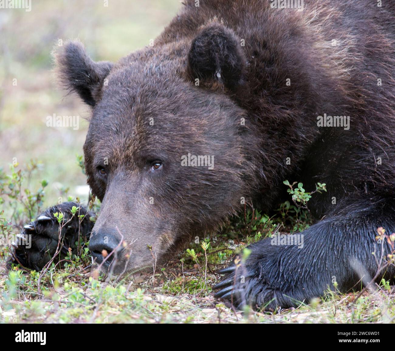 A close photo of brown bear in Russia Stock Photo - Alamy