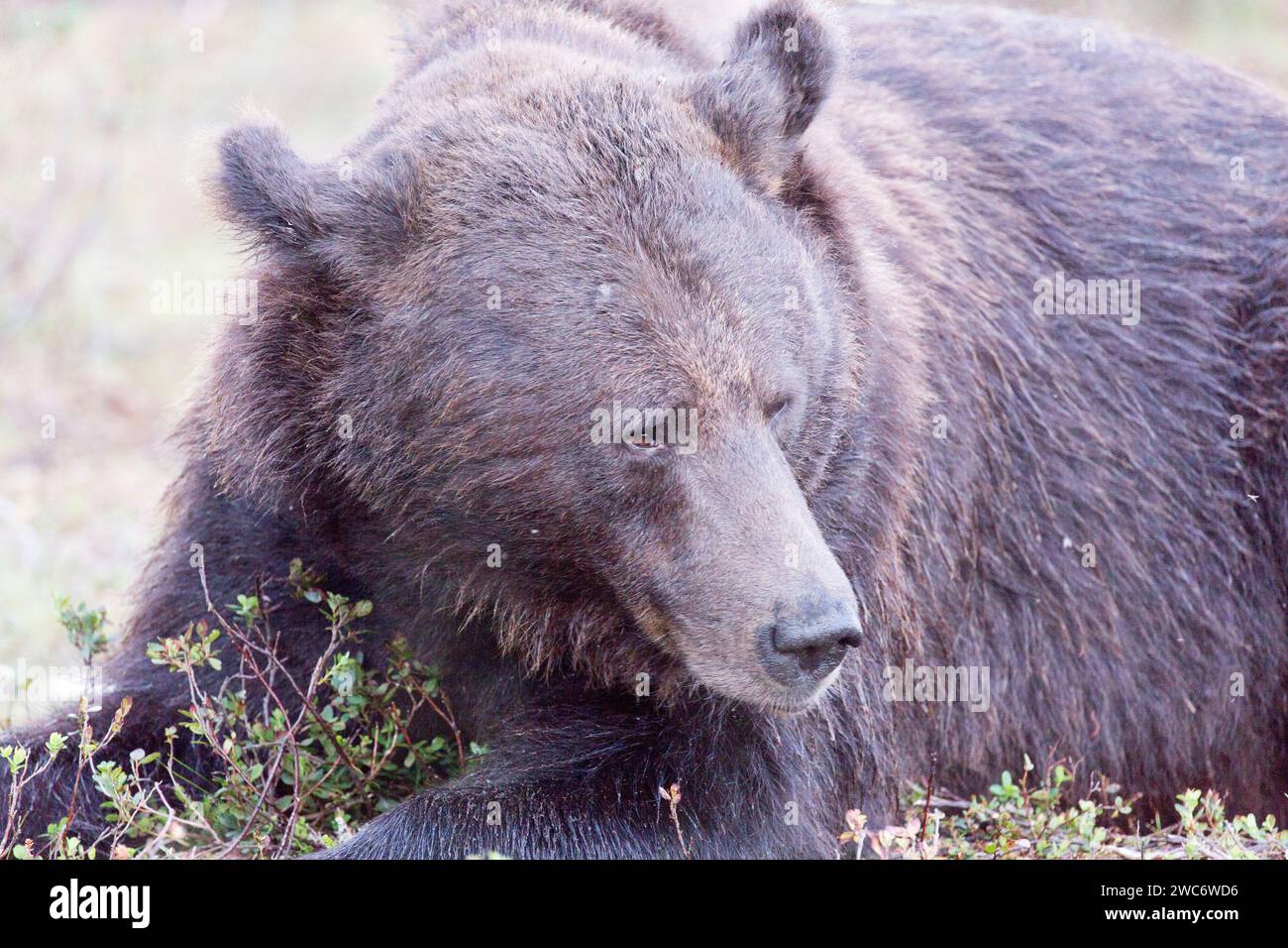 A close photo of brown bear in Russia Stock Photo - Alamy