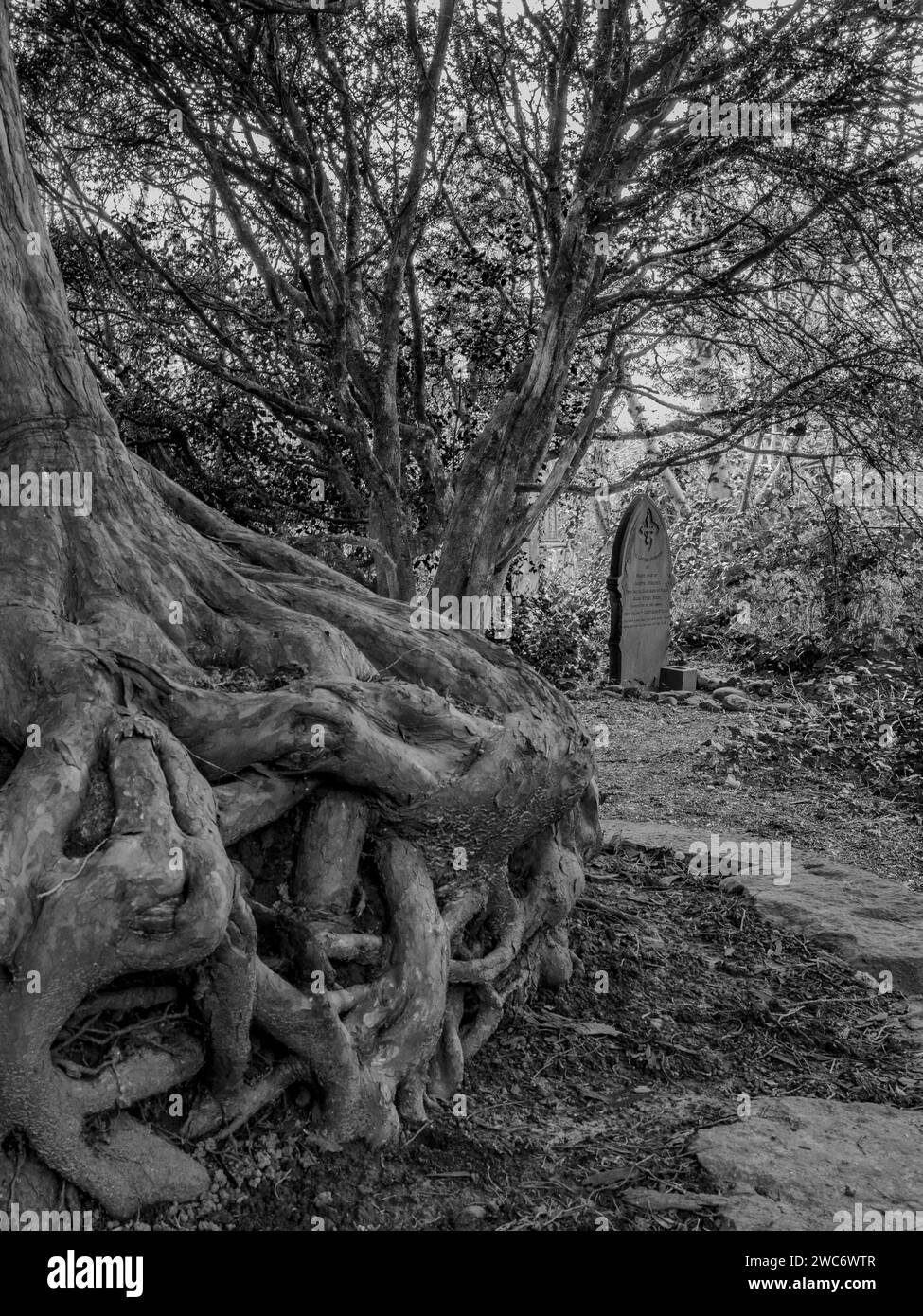 Dead yew tree Black and White Stock Photos & Images - Alamy