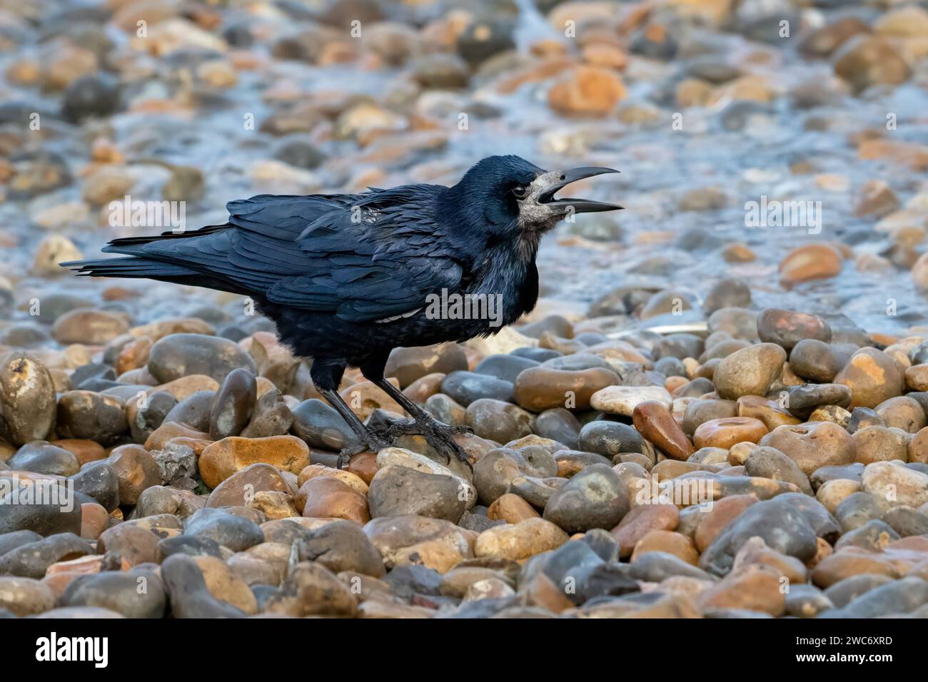Corvus group hi-res stock photography and images - Alamy