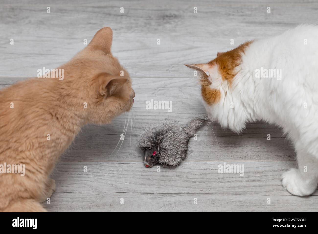 domestic cat sniffing a toy gray mouse. cat plays with mouse. the cat ...