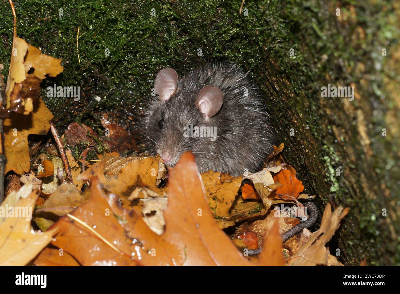 Detailed closeup on a furry and wed black rat, Rattus rattus, hiding ...