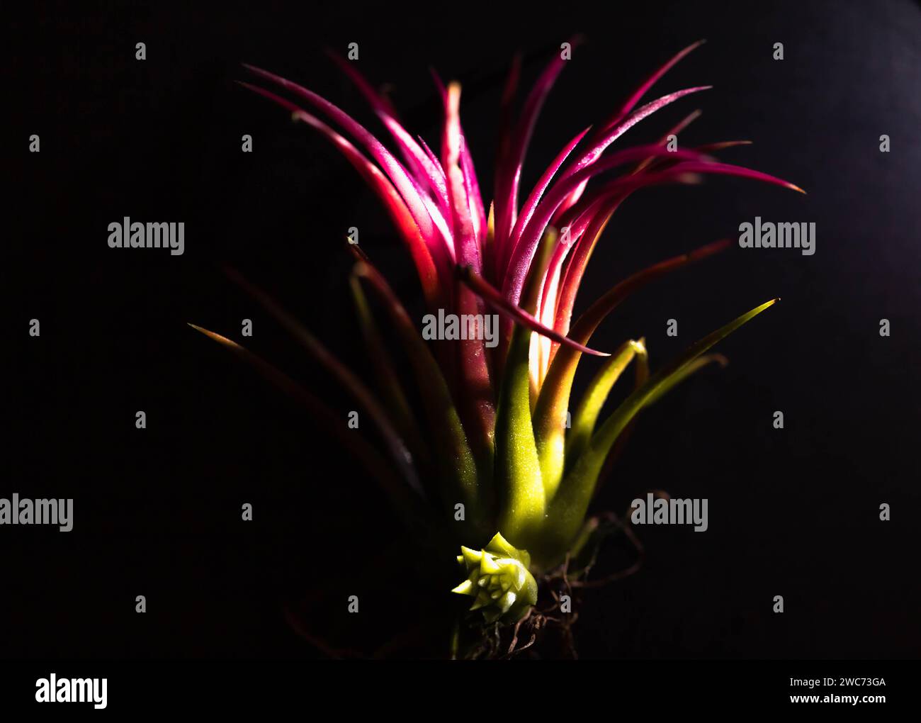 Covers and Backgrounds - vertical style - Concept / Mystery Spoltlight ...