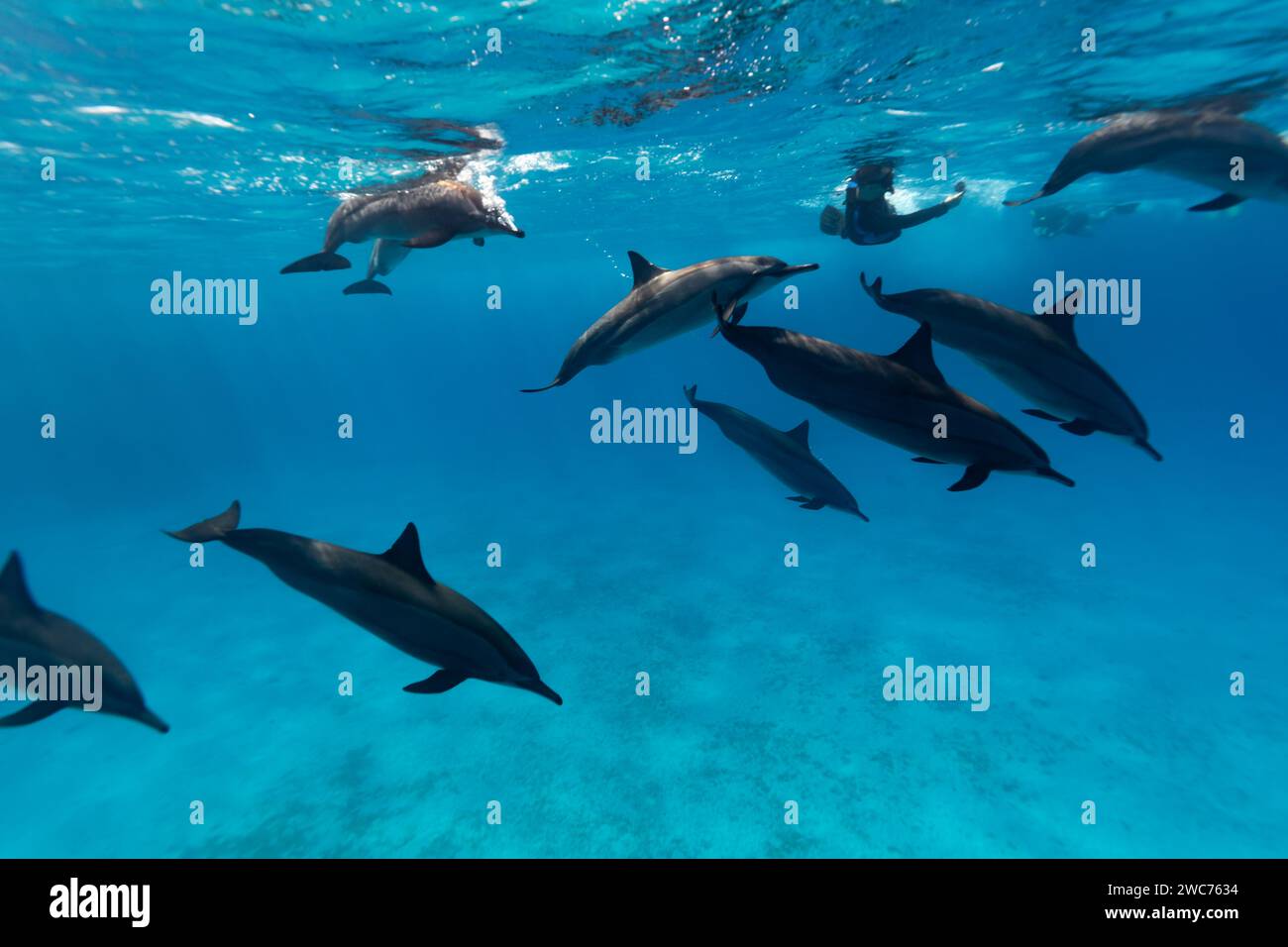 Snorkeler swims with playful Red Sea Spinner dolphins, Stenella ...