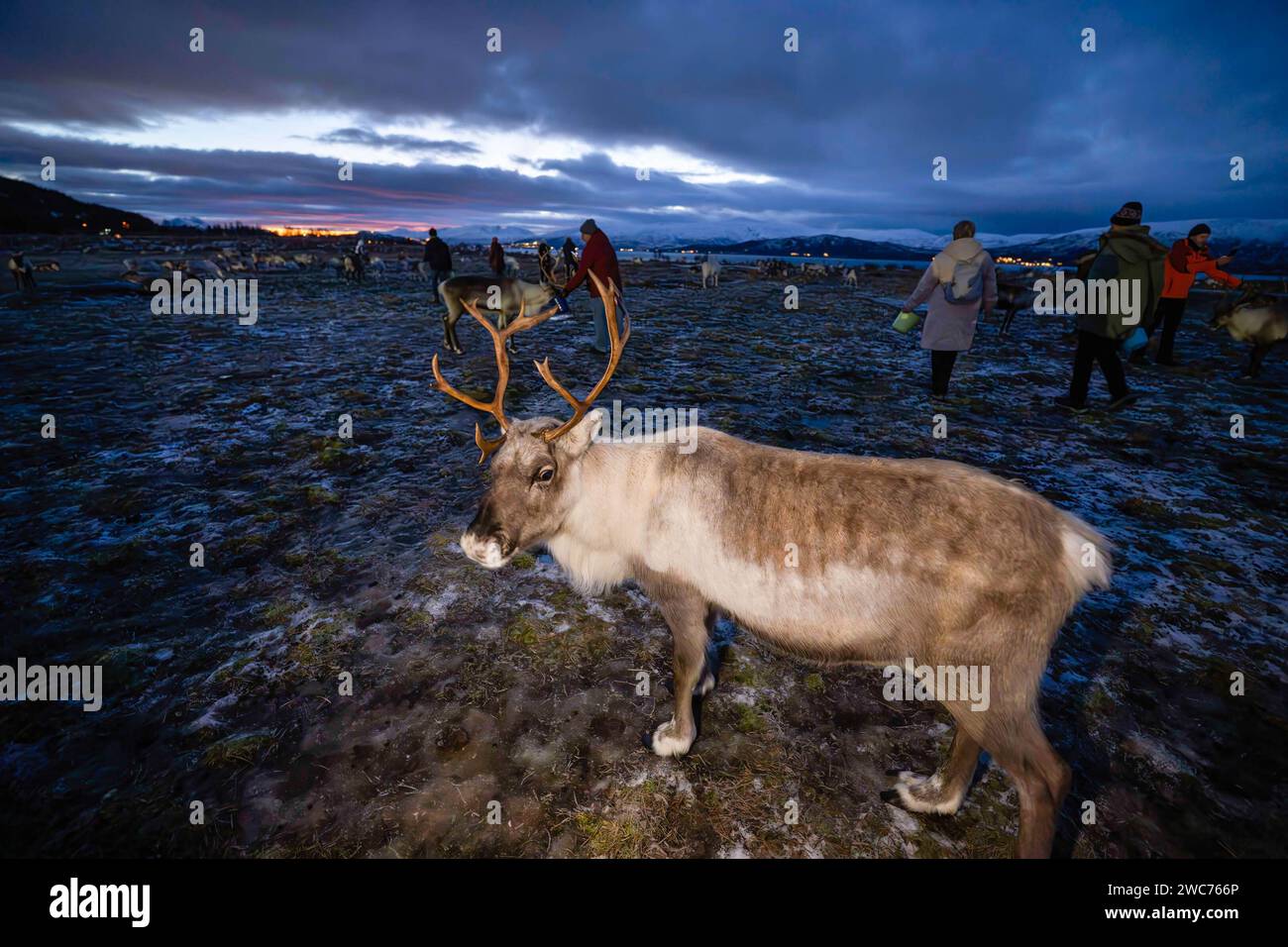 A group of Norwegian domestic reindeer (Rangifer tarandus tarandus ...