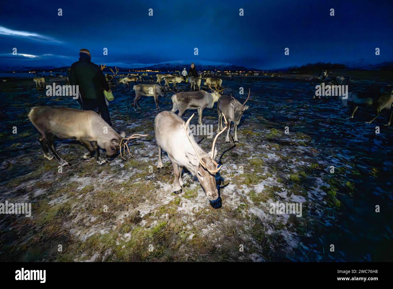 A group of Norwegian domestic reindeer (Rangifer tarandus tarandus ...