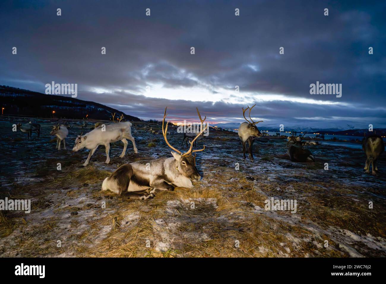 A group of Norwegian domestic reindeer (Rangifer tarandus tarandus ...