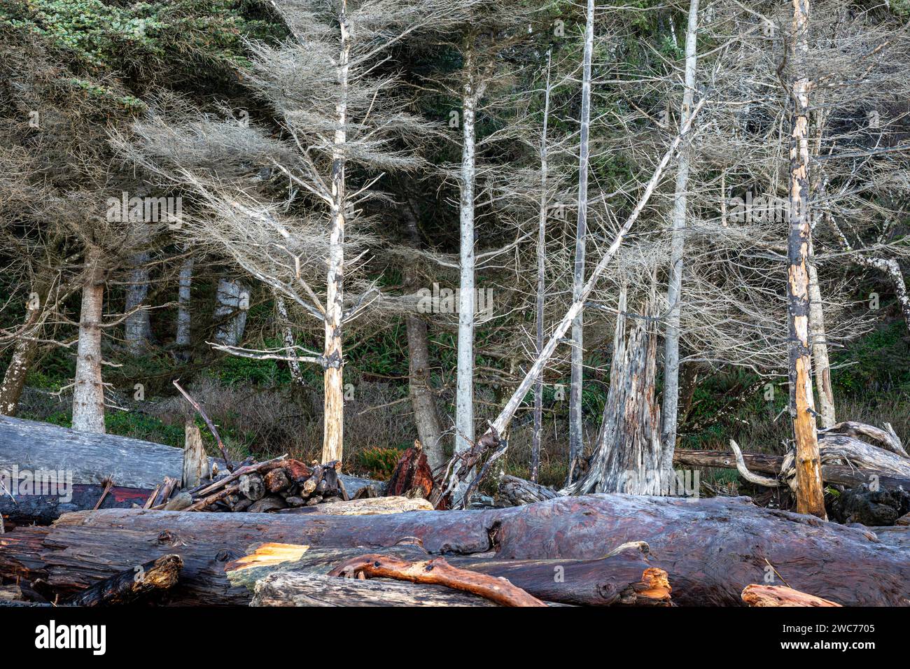 WA23989-00...WASHINGTON - Trees along Rialto Beach killed by salt water ...