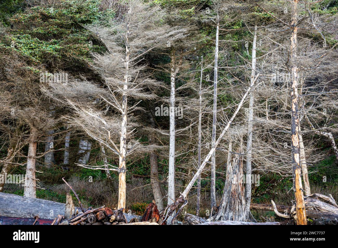 WA23990-00...WASHINGTON - Trees along Rialto Beach killed by salt water ...
