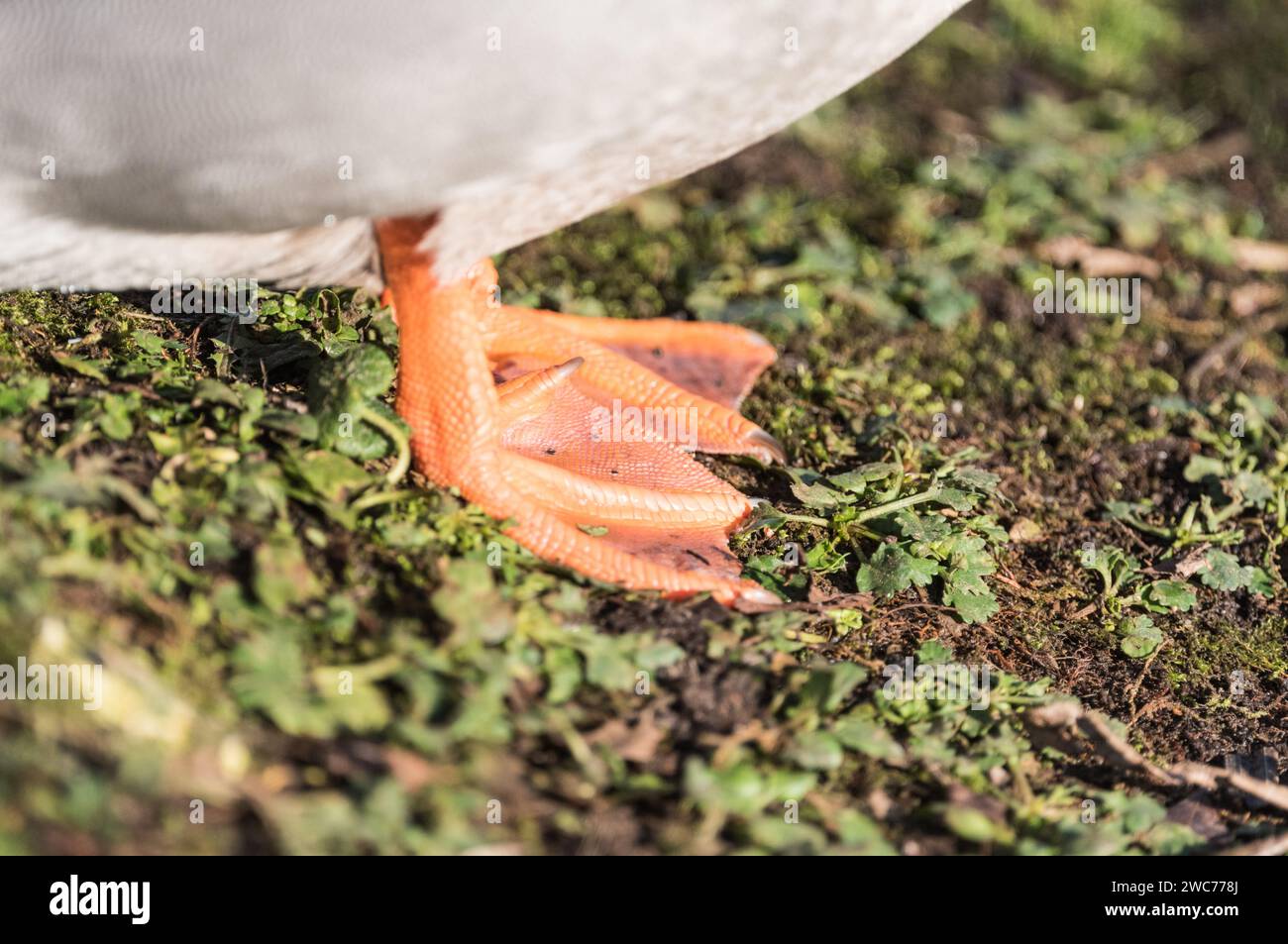 Foot of a Mallard (Anas platyrhynchos Stock Photo - Alamy