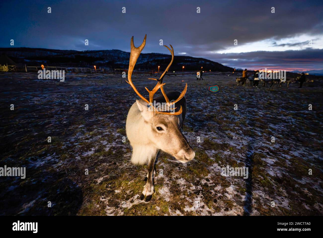 Solheim, Troms Og Finnmark, Norway. 9th Jan, 2024. A Norwegian domestic ...