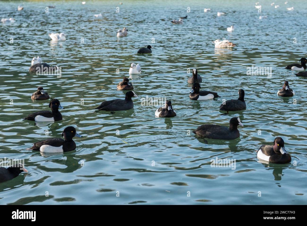 Mixed flock of Tufted Duck (Aythya fuligula) and Coots at Arundel, West ...