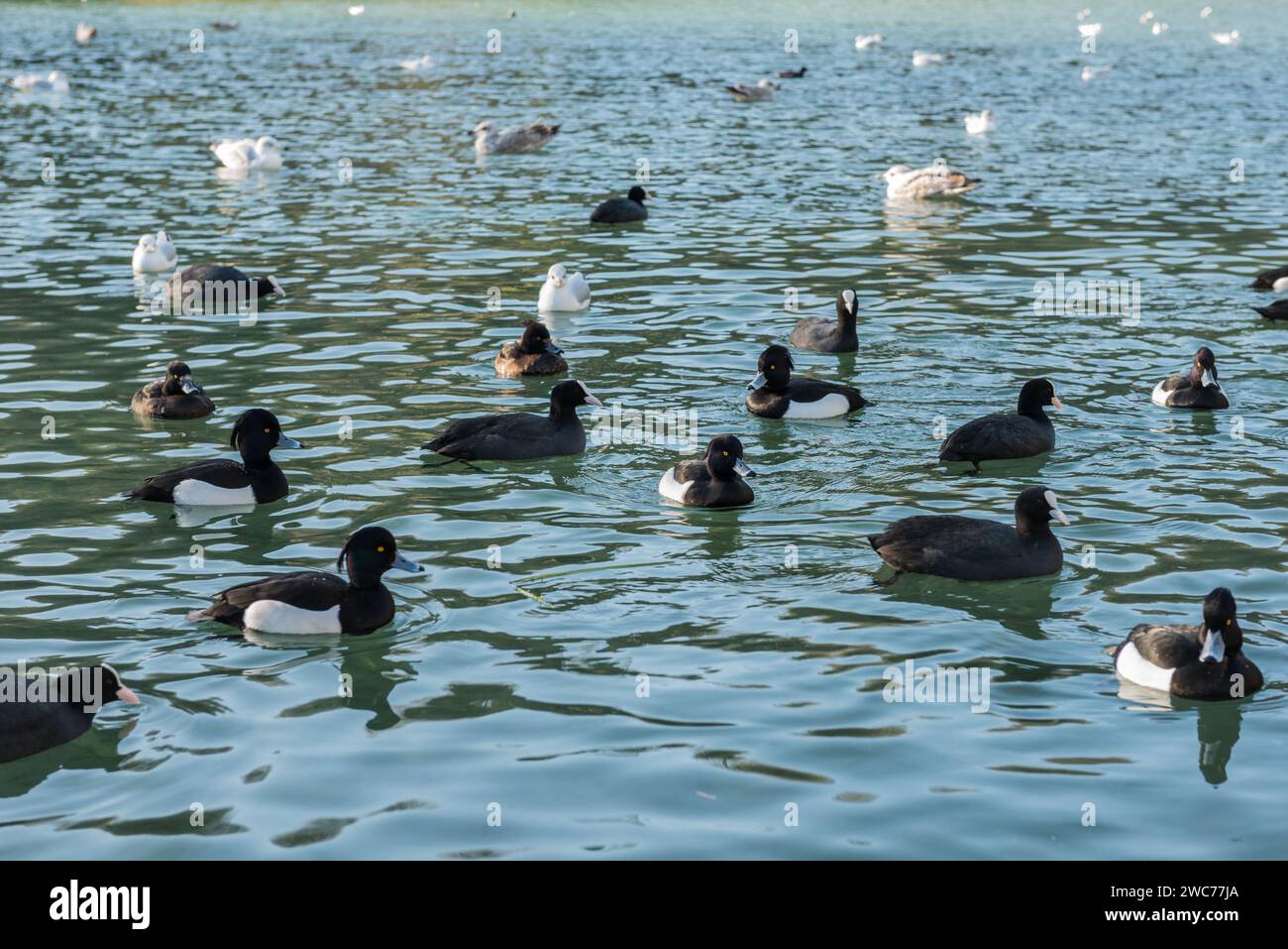 Mixed flock of Tufted Duck (Aythya fuligula) and Coots at Arundel, West ...