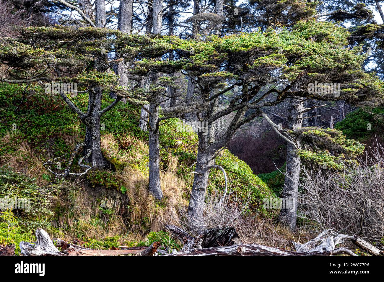 Wind contorted trees hi-res stock photography and images - Alamy