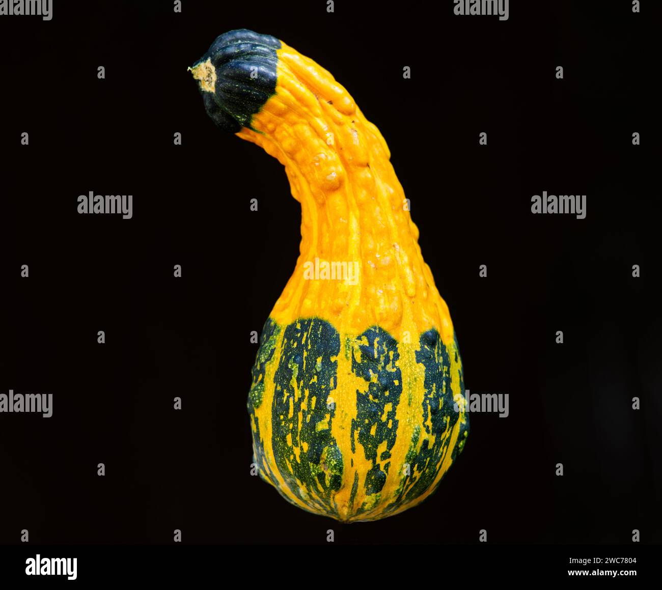 Types of gourds hi-res stock photography and images - Alamy