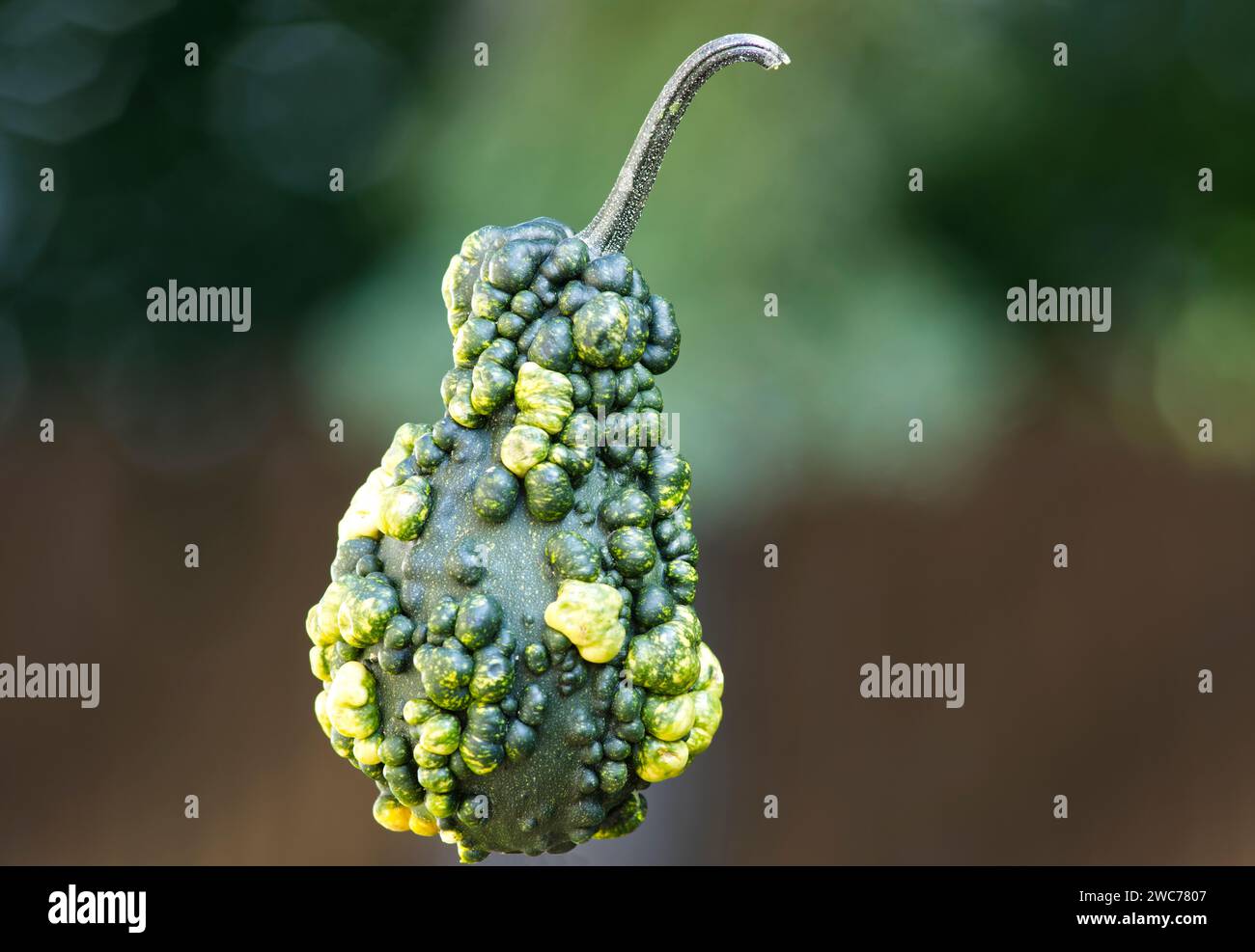 Various types of gourds Stock Photo - Alamy