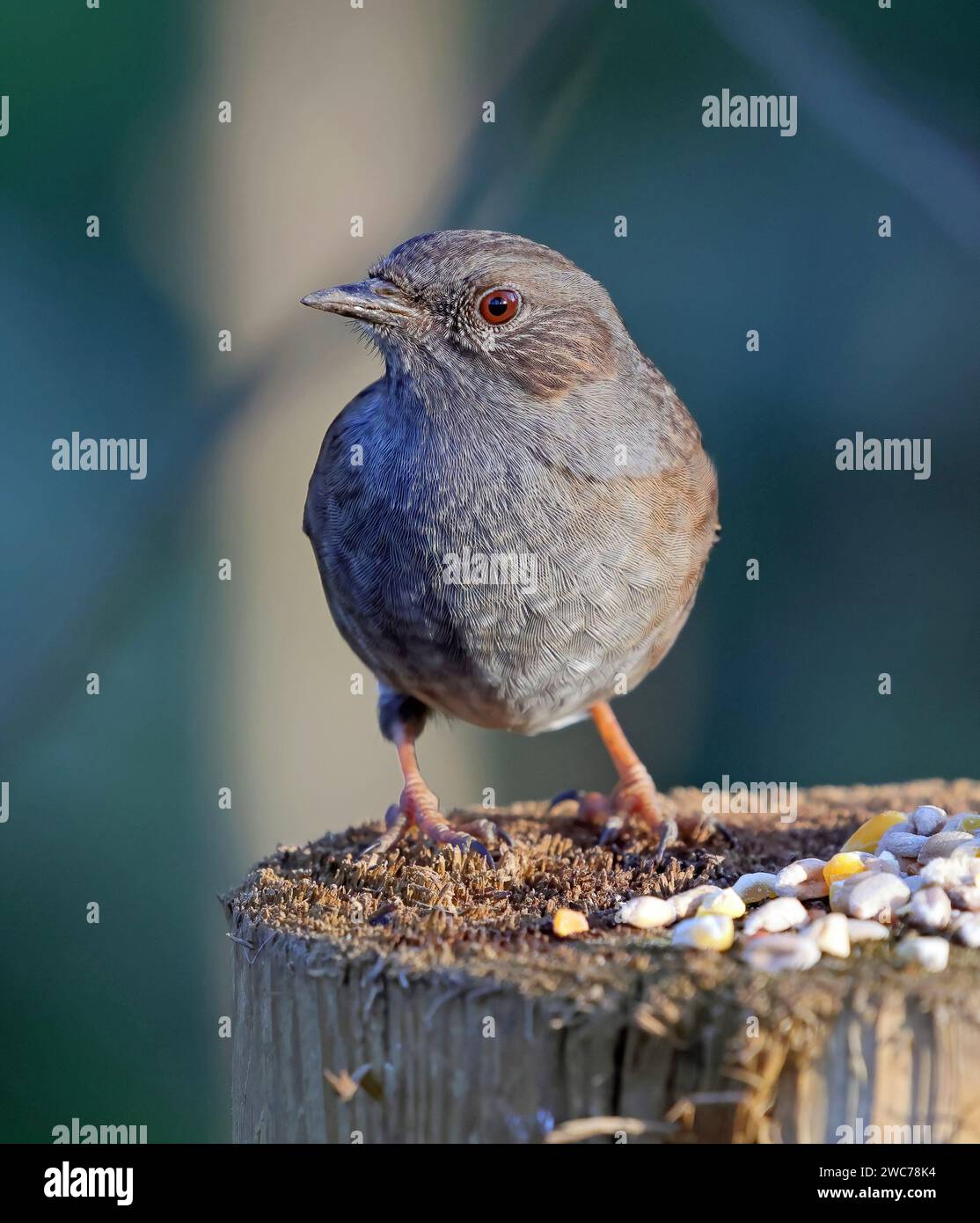 Dunnock (Prunella Modularis Stock Photo - Alamy