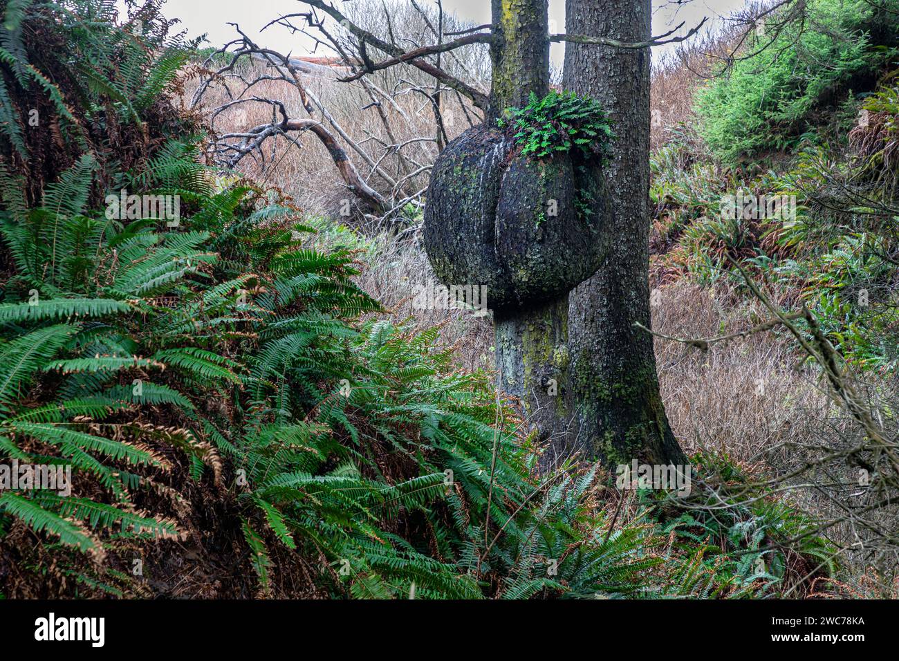WA25025-00...WASHINGTON - Large burls on Sitka spruce trees on the ...
