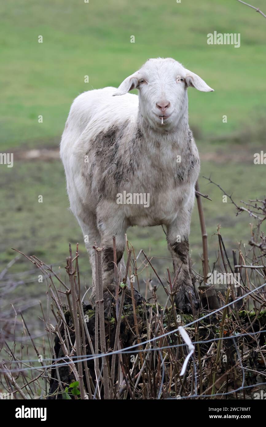 Tame goat hi-res stock photography and images - Alamy