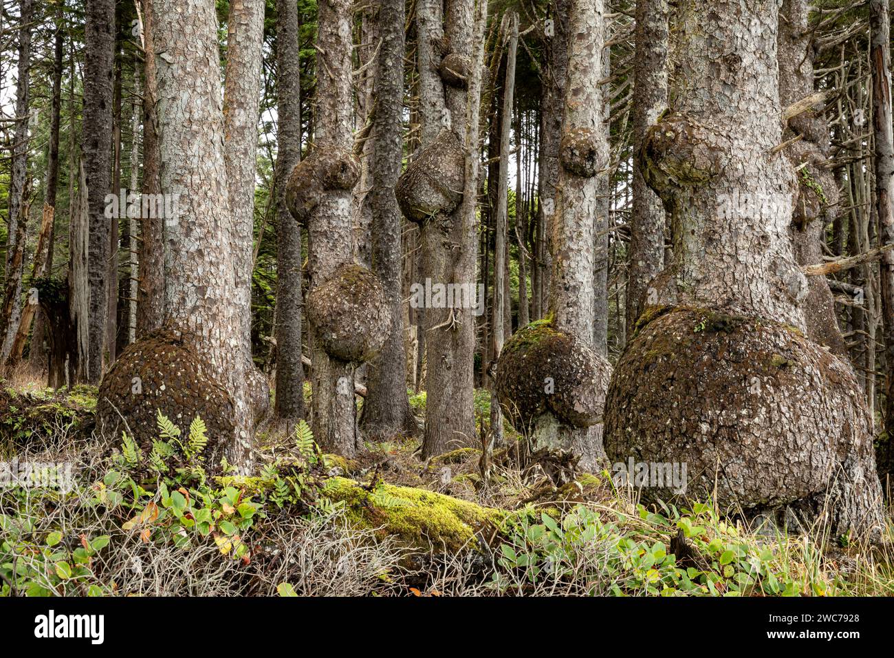 WA25032-00...WASHINGTON - Large burls on Sitka spruce trees on the ...
