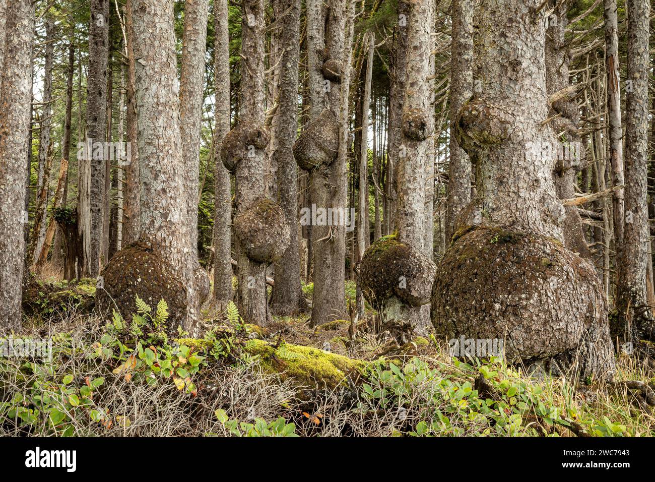 WA25033-00...WASHINGTON - Large burls on Sitka spruce trees on the ...