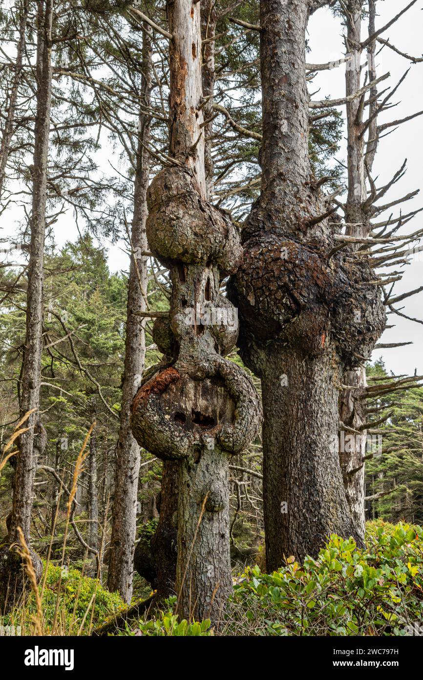 WA25034-00...WASHINGTON - Large burls on Sitka spruce trees on the ...