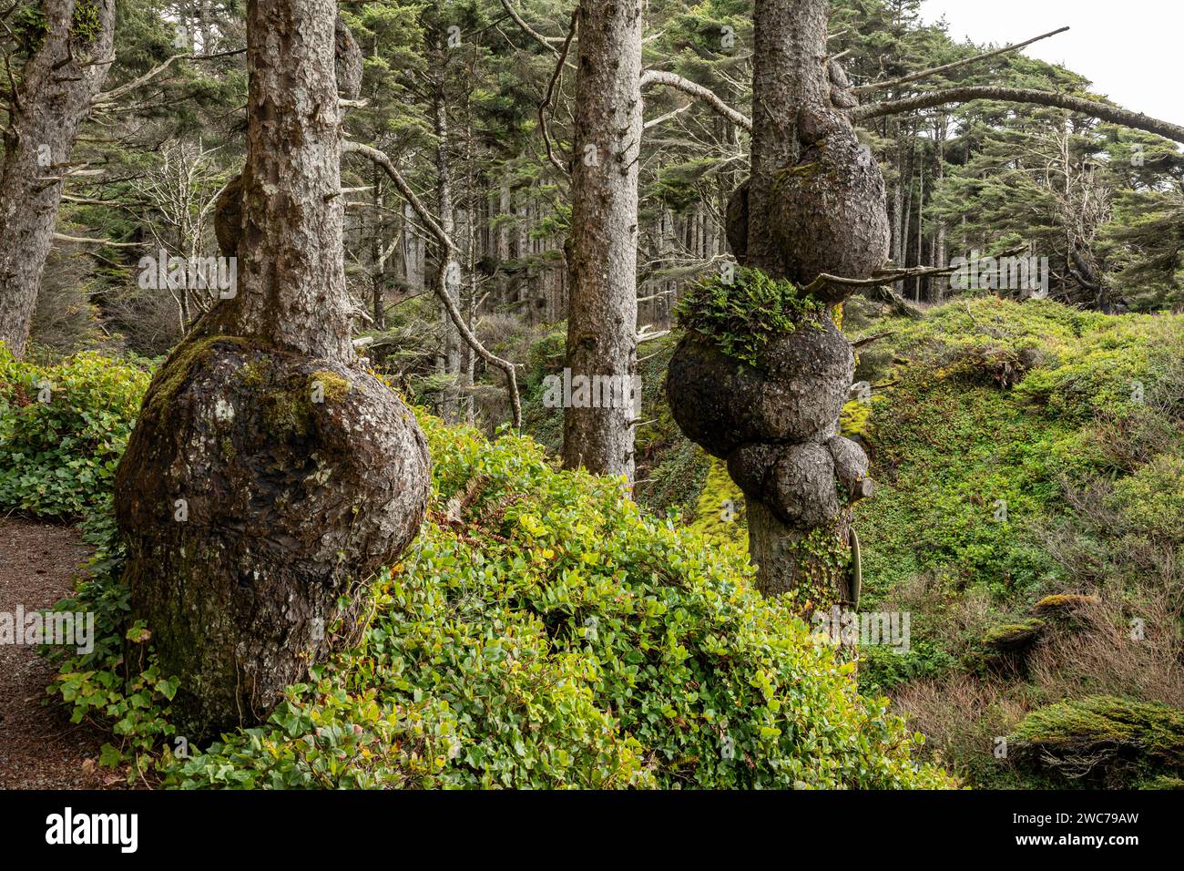 WA25036-00...WASHINGTON - Large burls on Sitka spruce trees on the ...