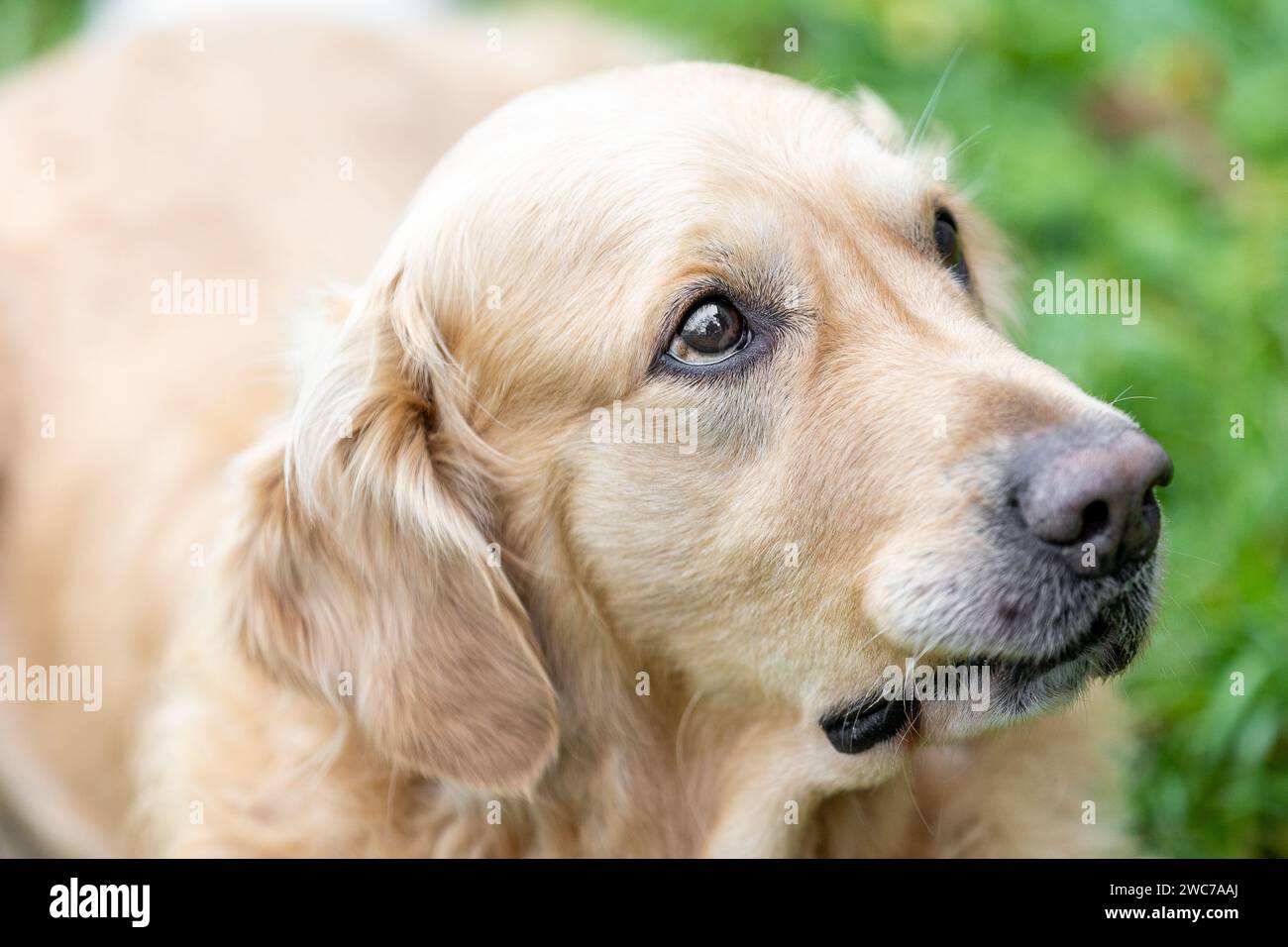 Portrait of lovely labrador retriever of a breed that predominantly ...