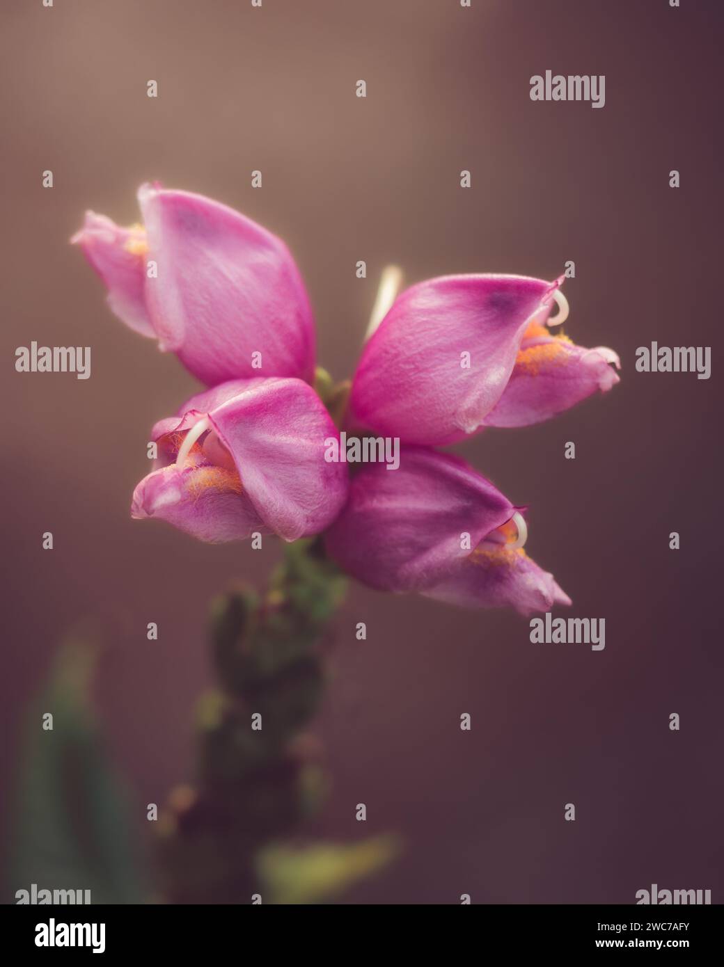 Red turtlehead, Chelone obliqua, taken dring a trip to Wye Valley ...