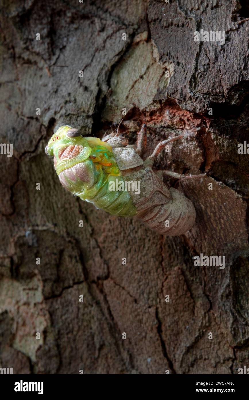 Close up view of a cicada hatching out Stock Photo - Alamy