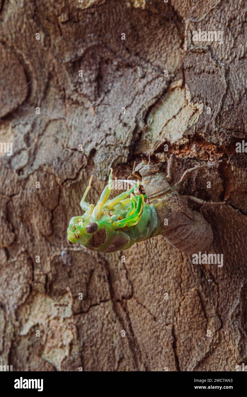 Cicada extracting out of his shell Stock Photo - Alamy