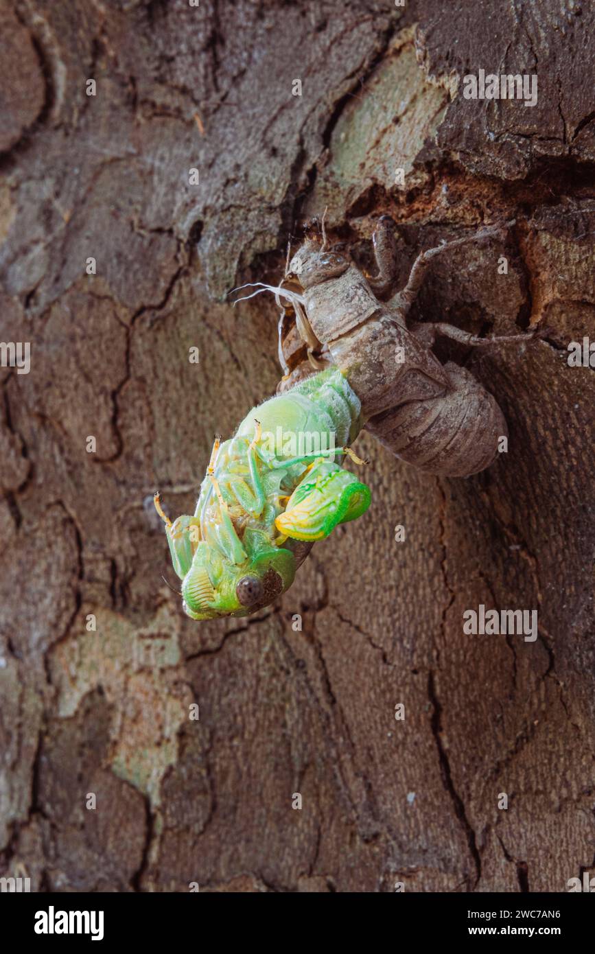 Cicada hanging on its shell while hatching Stock Photo - Alamy