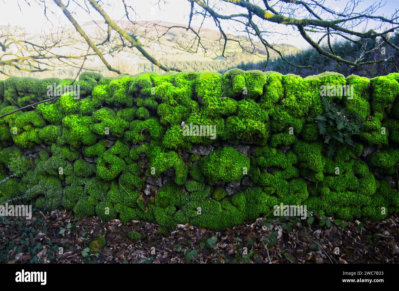 Non flowering plant hi-res stock photography and images - Alamy
