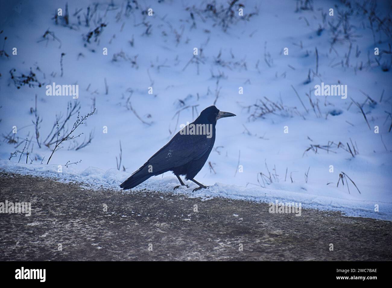The empty wooden table top with blur background of winter in Finland ...