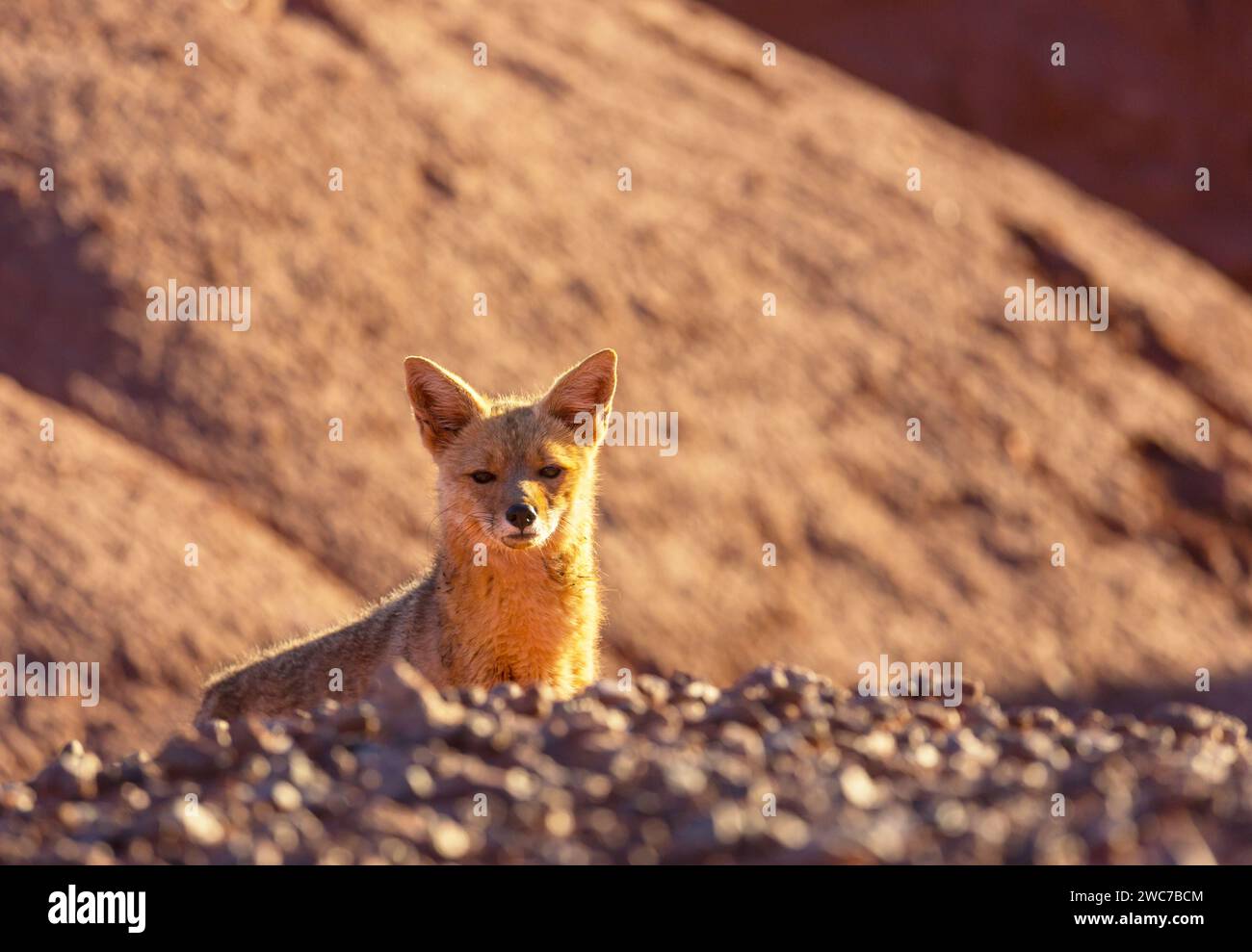 South American gray fox (Lycalopex griseus), Patagonian fox, in ...