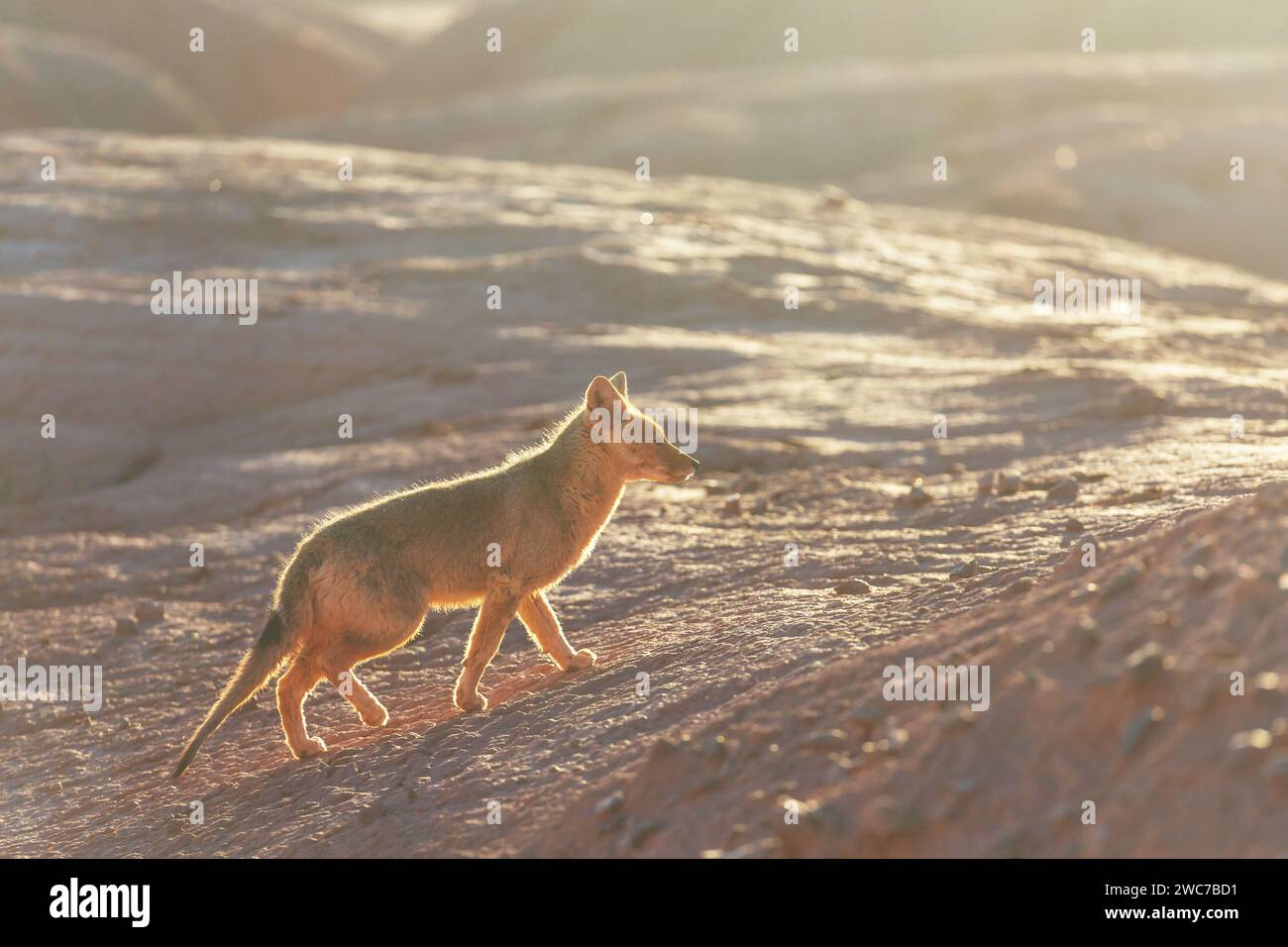 South American gray fox (Lycalopex griseus), Patagonian fox, in ...