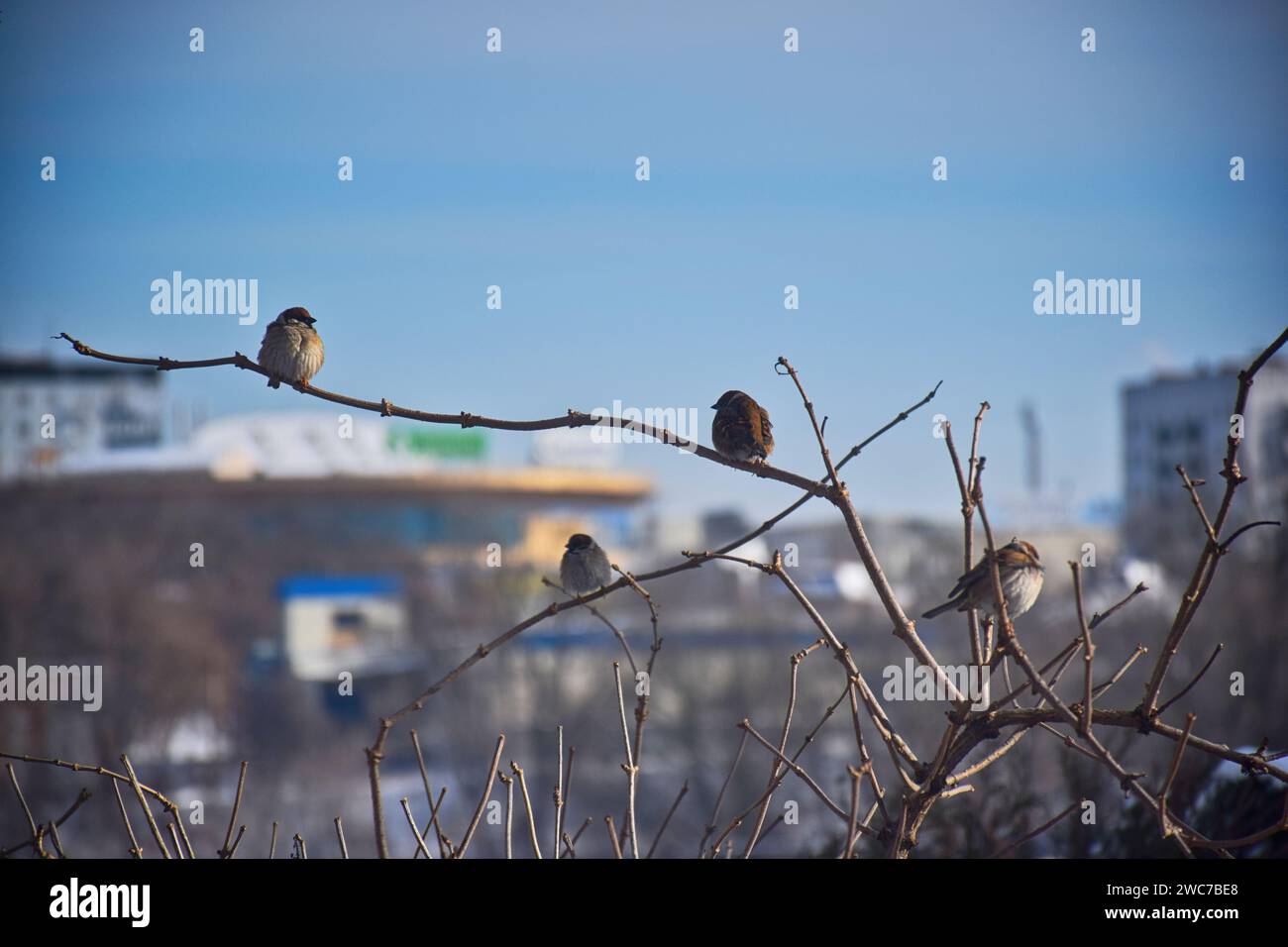 The empty wooden table top with blur background of winter in Finland ...