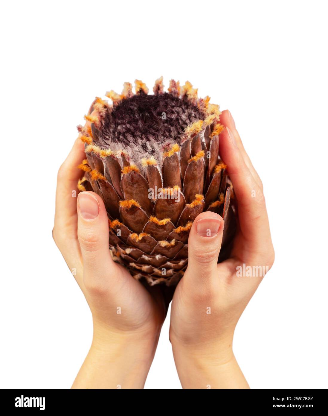 Dry flower, Protea bud, floral plant in ahnds isolated on white Stock ...