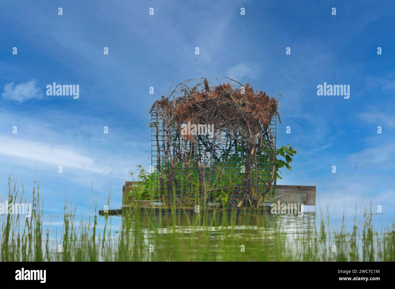 A floating loon nest is human-made to help the loons. Loons nest ...