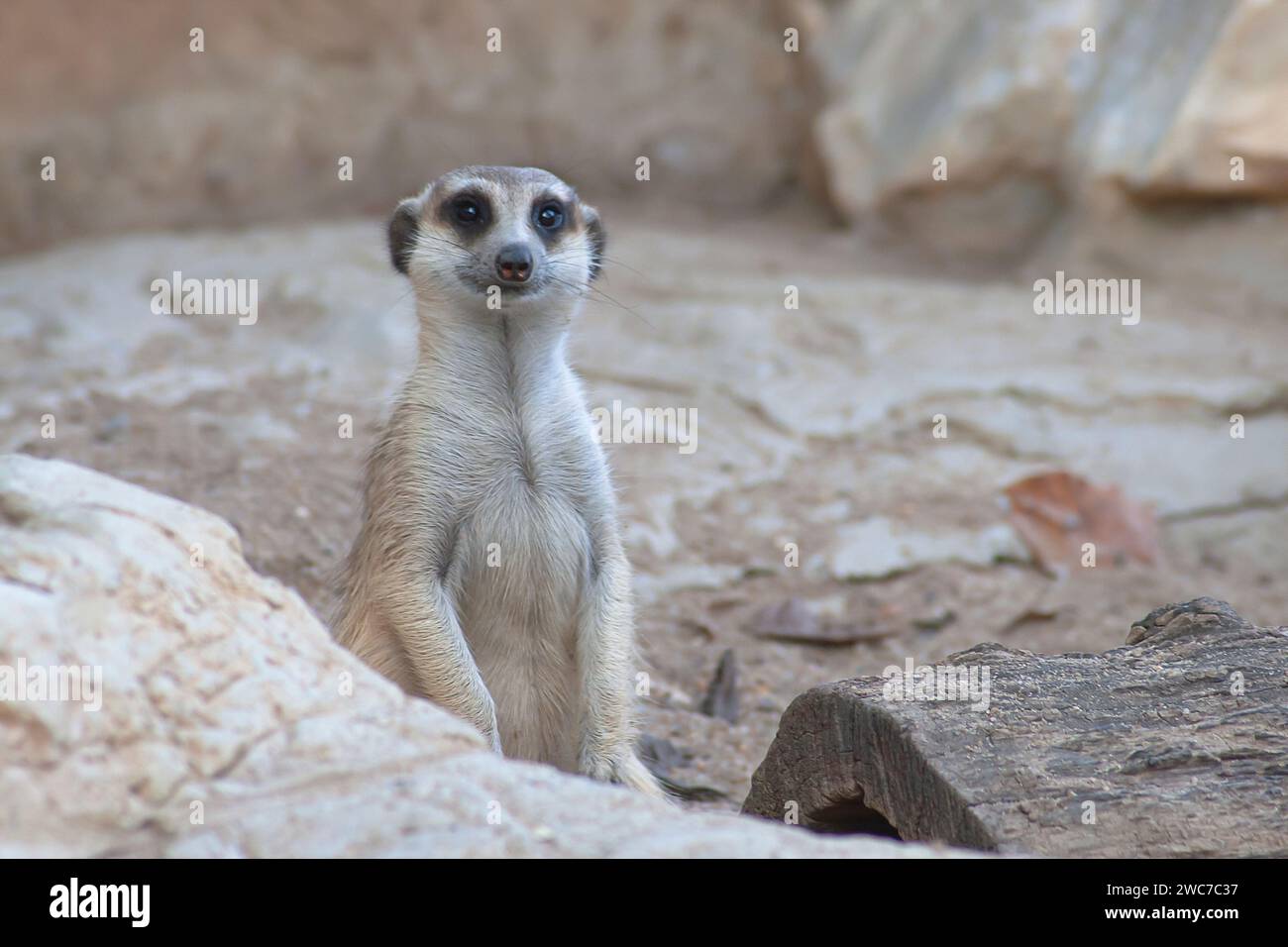 Cute meerkat is sitting on beige rock. Wild animal. Meerkat Stock Photo ...