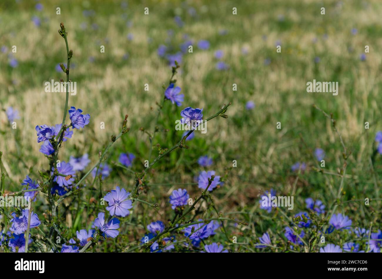Blue cichorium flower in field hi-res stock photography and images - Alamy