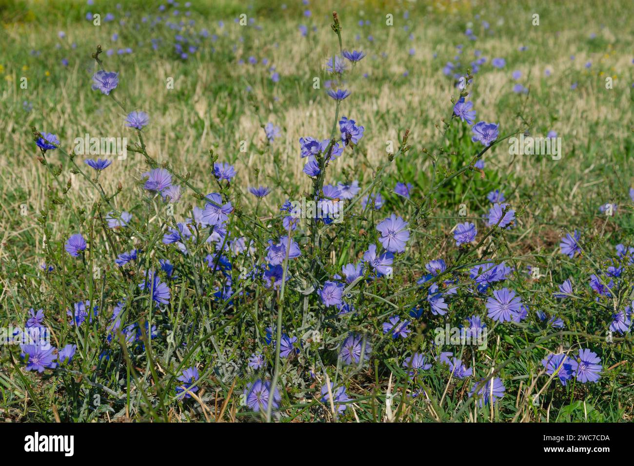 Blue chicory flowers in a summer field Stock Photo - Alamy