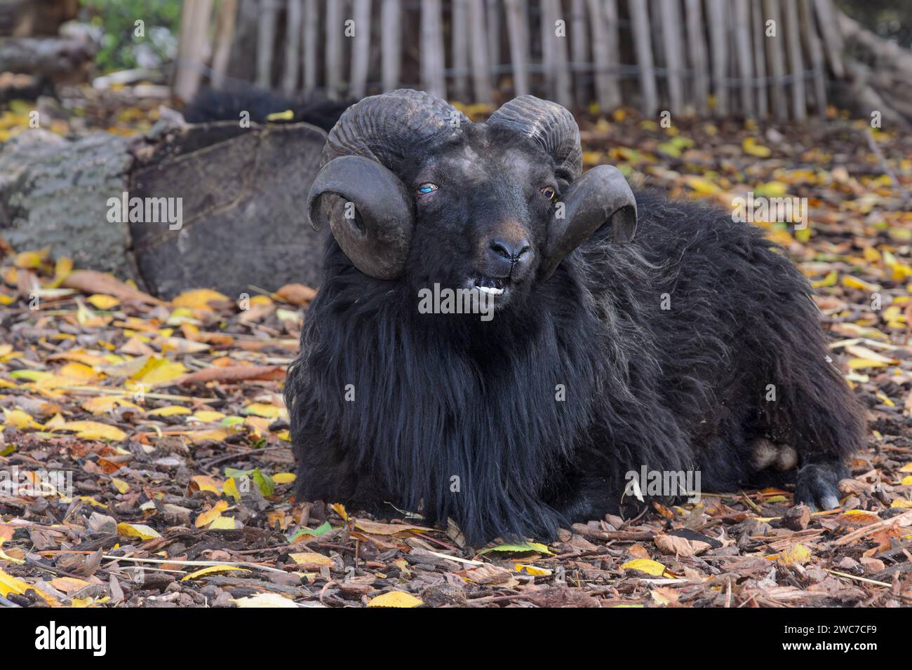 ram with horns and white teeth Stock Photo - Alamy
