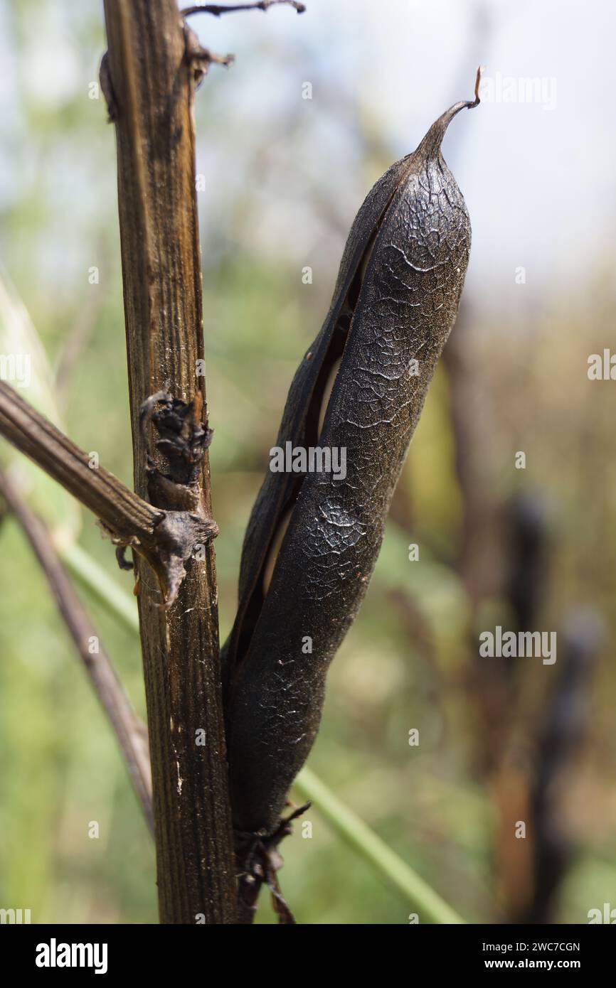 Mature pods of the broad bean. A valuable source of protein and soil ...