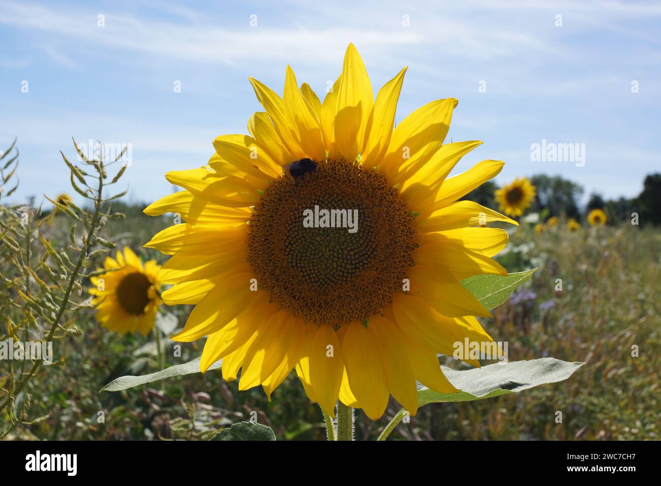 Blossom of a sunflower in a wildflower strip at the edge of a field in ...