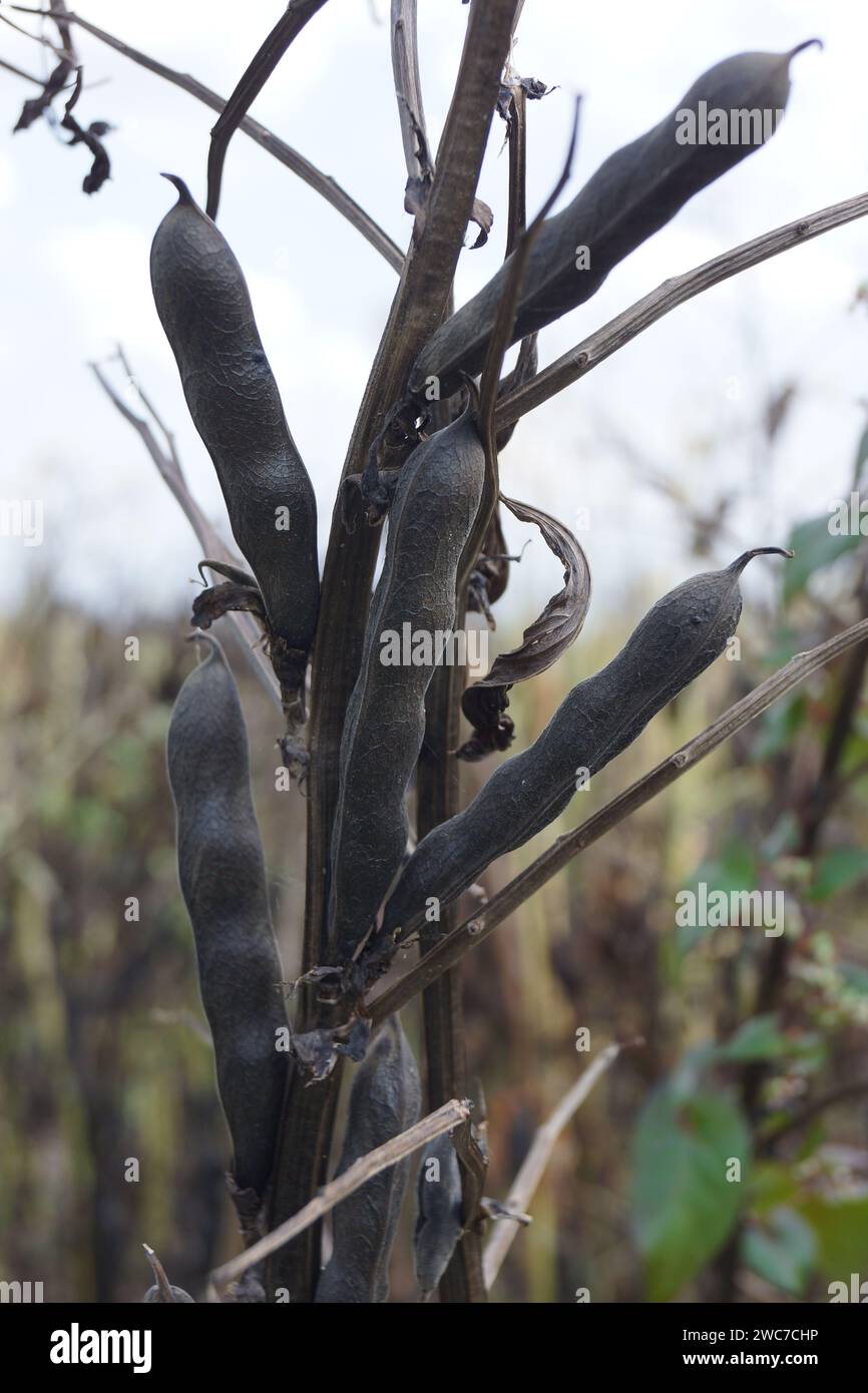 Mature pods of the broad bean. A valuable source of protein and soil ...